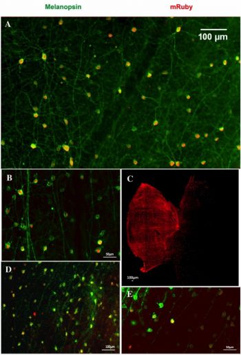 Melanopsin photoresponse relies on the SEE-terminus – Advanced ...
