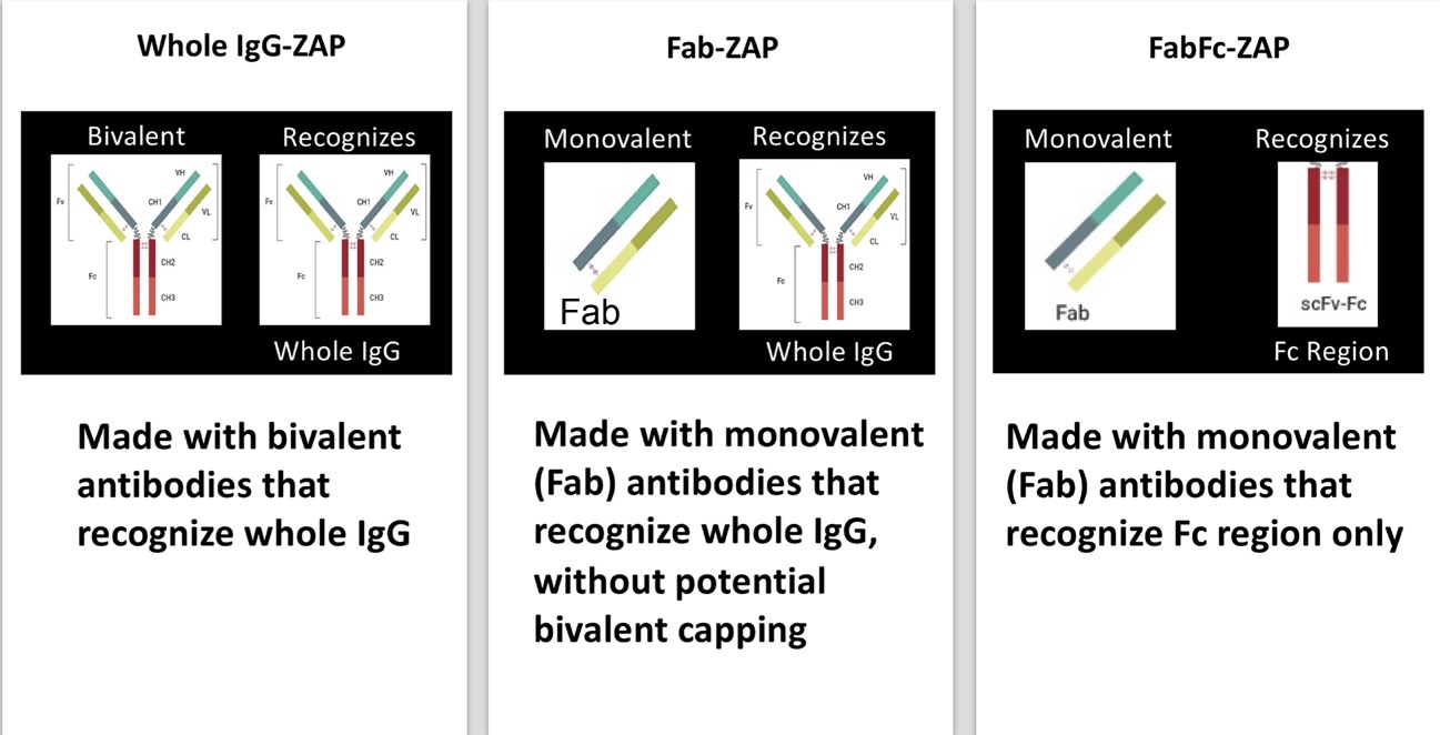 A Brief History of Saporin and its Contributions to Neuroscience ...