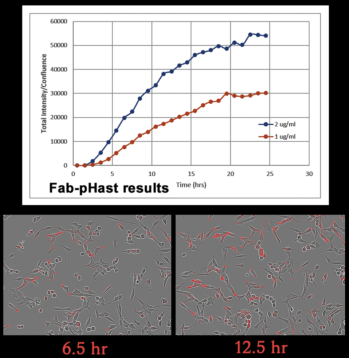 pHast Conjugates – Advanced Targeting Systems