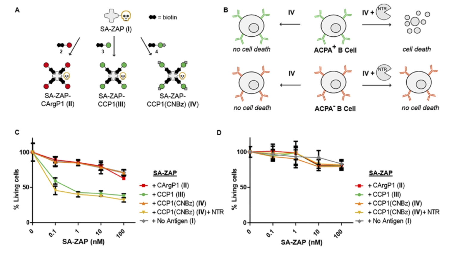 Saporin Uses in Immunology – Advanced Targeting Systems