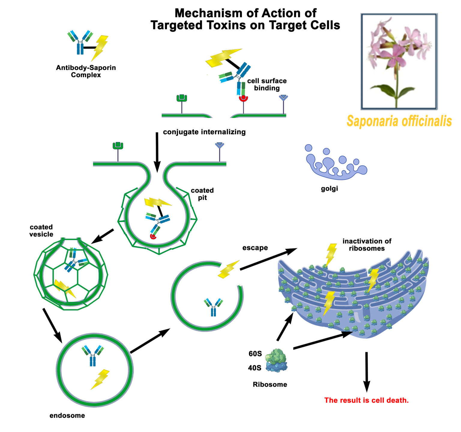 Targeted Toxins – Advanced Targeting Systems
